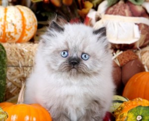 Himalayan KittensSuperior Quality Persian & Himalayan Kittens For Sale ...