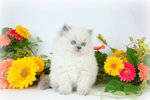 Himalayan KittensSuperior Quality Persian & Himalayan Kittens For Sale ...
