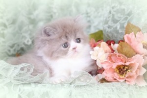 Lilac Persian Kittens - Lilac Persian Cats - Lilac PersiansPersian ...