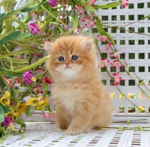 Red Persian Cats | Red Persian Kittens | Orange Cats |Persian Kittens ...