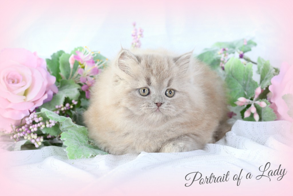 Portrait of a Lady - Solid Lilac Persian KittenDoll Face Persian ...
