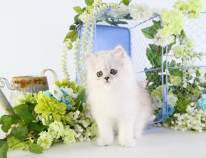 Huckleberry Finn - Silver Chinchilla Persian KittenPersian & Himalayan ...