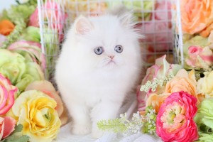 Himalayan KittensSuperior Quality Persian & Himalayan Kittens For Sale ...