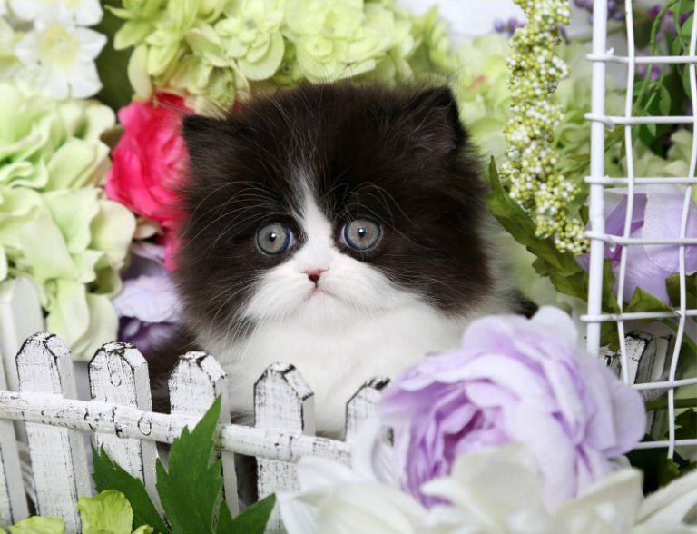 Oreo - Classic Black & White Tuxedo Doll Face PersianDoll Face Persian ...