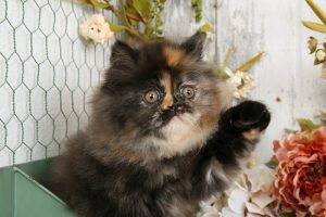 Tortoiseshell Persian Kittens - Doll Face Persian KittensPersian ...