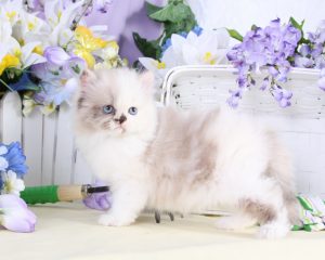Himalayan KittensSuperior Quality Persian & Himalayan Kittens For Sale ...