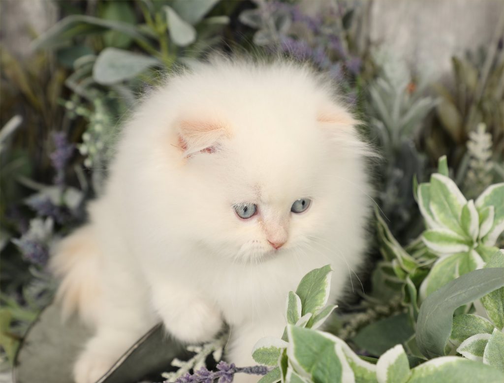 Mork - Flame Point Himalayan Fold Kitten For SaleDoll Face Persian ...