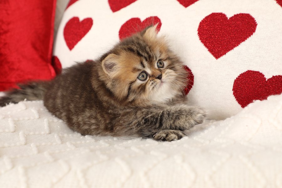 Glitzy Mitzy - Currently Available - Shaded Golden Doll Face