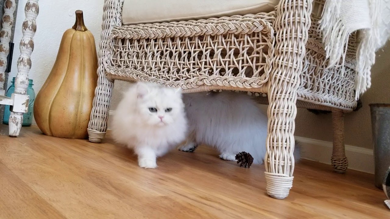 Doodle - Chinchilla Silver Persian Kitten For Sale - Luxury ...