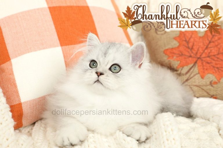 Doodle - Chinchilla Silver Persian Kitten For Sale - Luxury ...