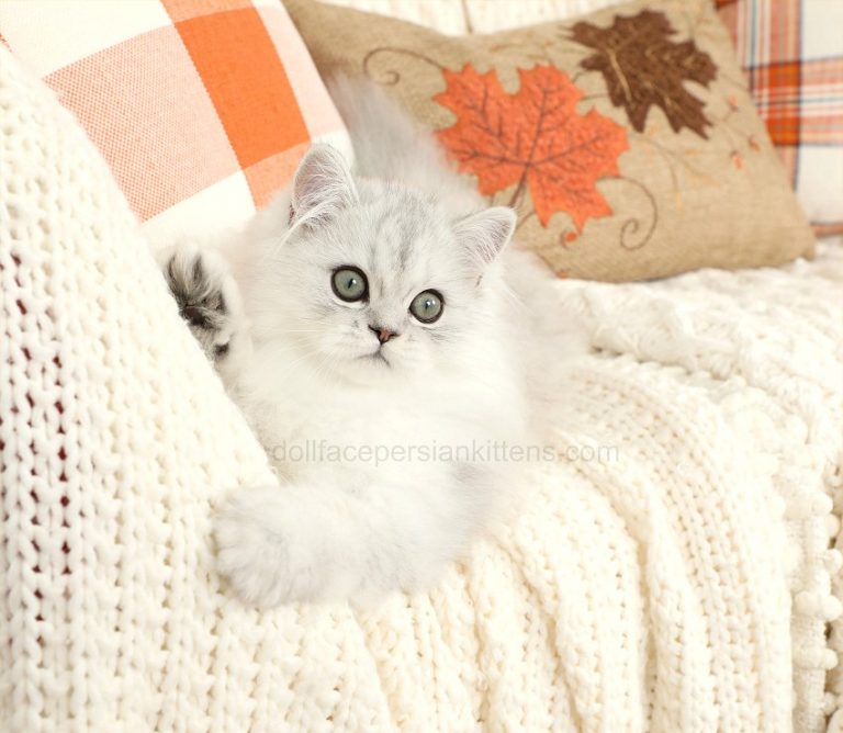 Doodle - Chinchilla Silver Persian Kitten For Sale - Luxury ...
