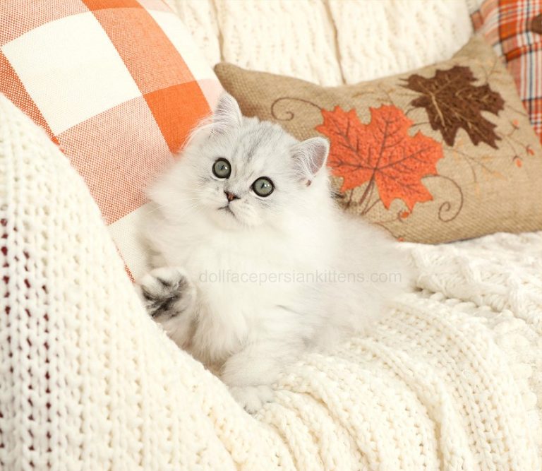 Doodle - Chinchilla Silver Persian Kitten For Sale - Luxury ...