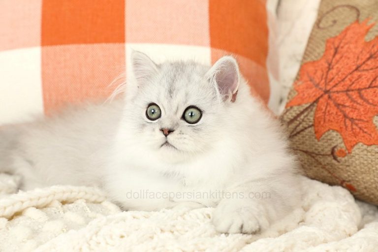 Doodle - Chinchilla Silver Persian Kitten For Sale - Luxury ...