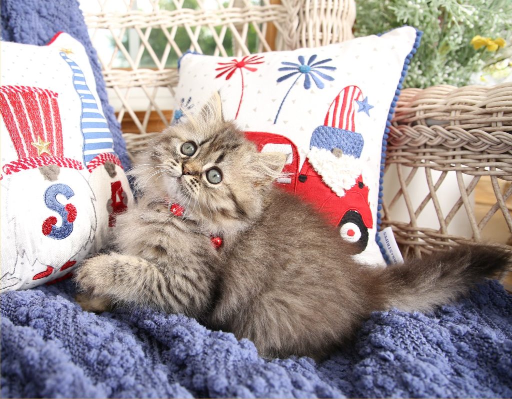 Jungle Baby Persians - Take a walk on the wild side!Persian Kittens For ...