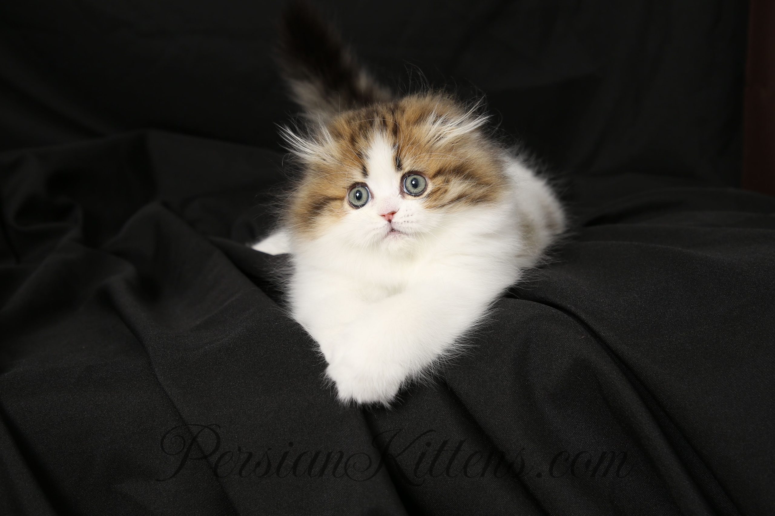 Nubbins - Shaded Golden & White Bicolor - Persian FoldPersian Kittens ...