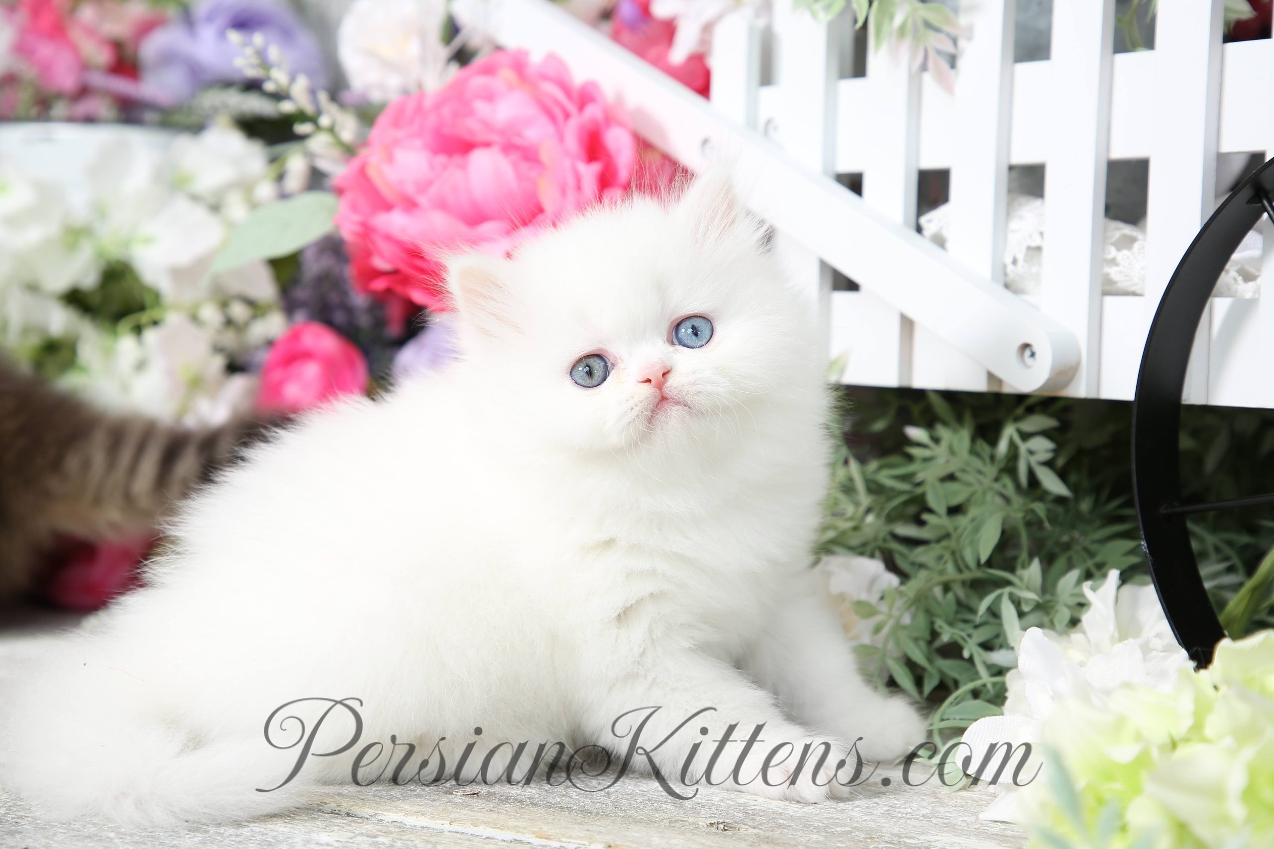 Doll Face Persian Kittens Snow White