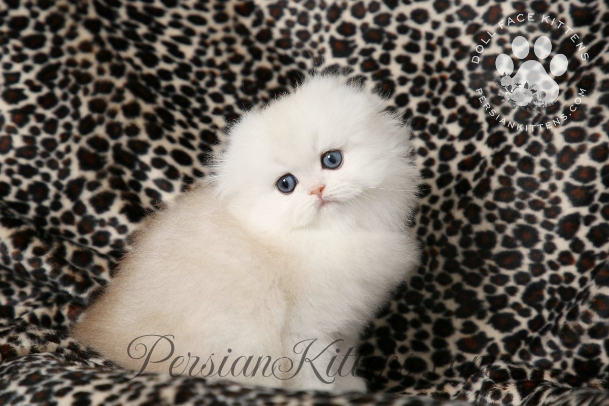 Doll Face Persian Kittens Mikee - Persian FoldPersian Kittens For Sale ...