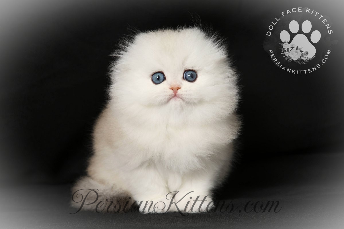 Doll Face Persian Kittens Mikee - Persian FoldPersian Kittens For Sale ...