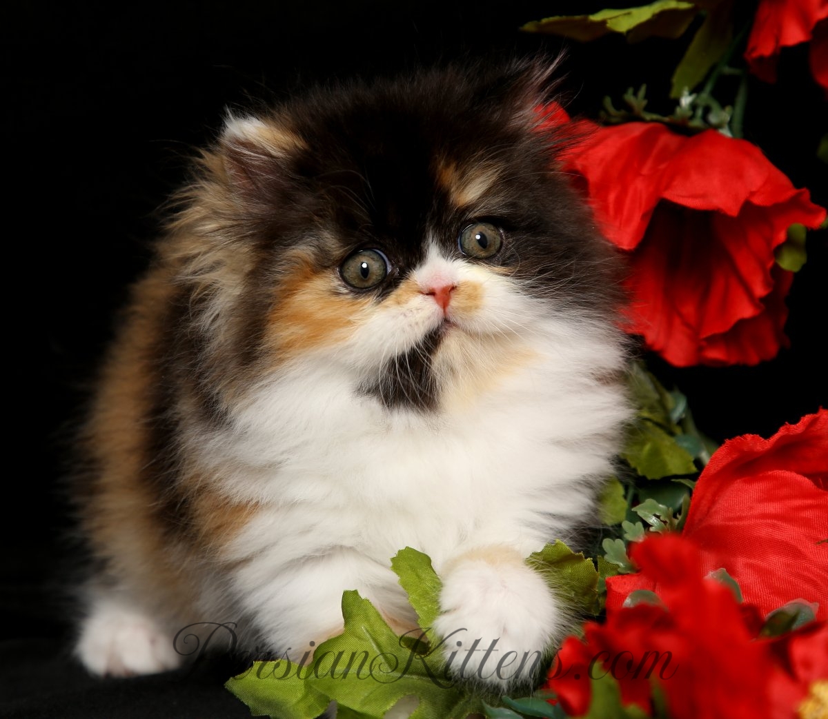 Doll Face Persian Kittens Callie - Calico PersianPersian Kittens For ...