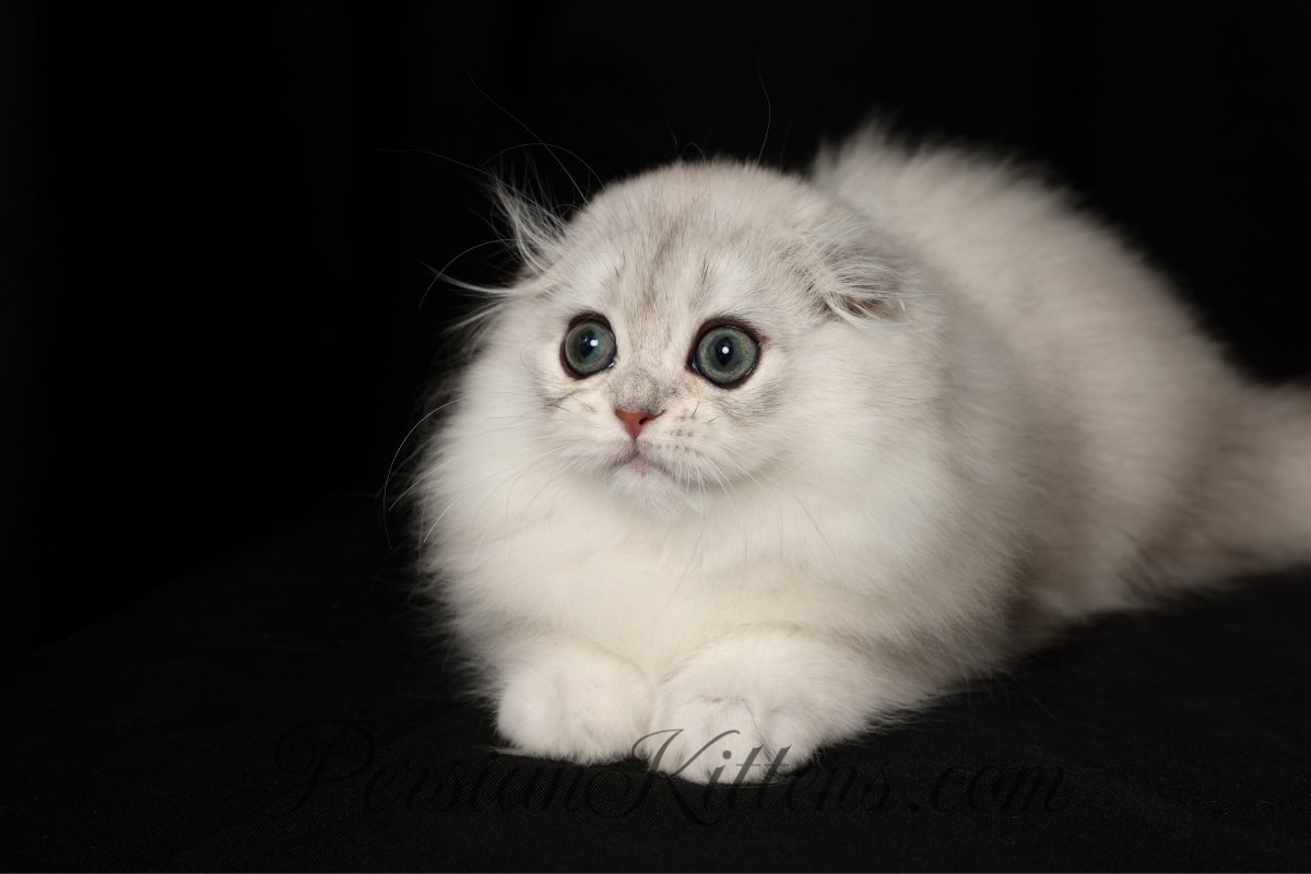 Doll Face Persian Kittens CubbyPersian Kittens For Sale in a Rainbow of ...