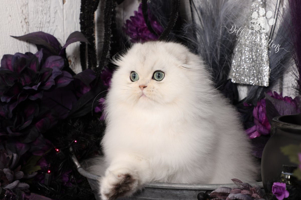 Doll Face Persian Kittens Mikee - Persian FoldPersian Kittens For Sale ...
