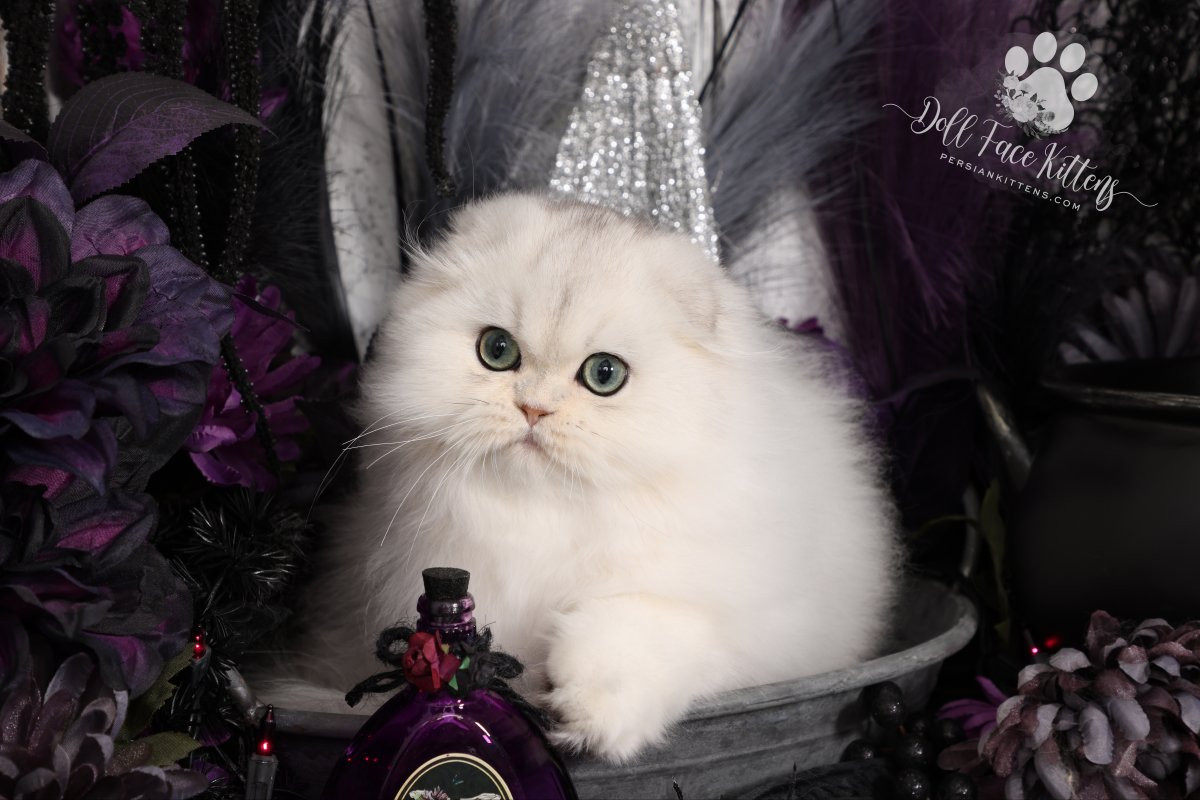 Doll Face Persian Kittens Mikee - Persian FoldPersian Kittens For Sale ...