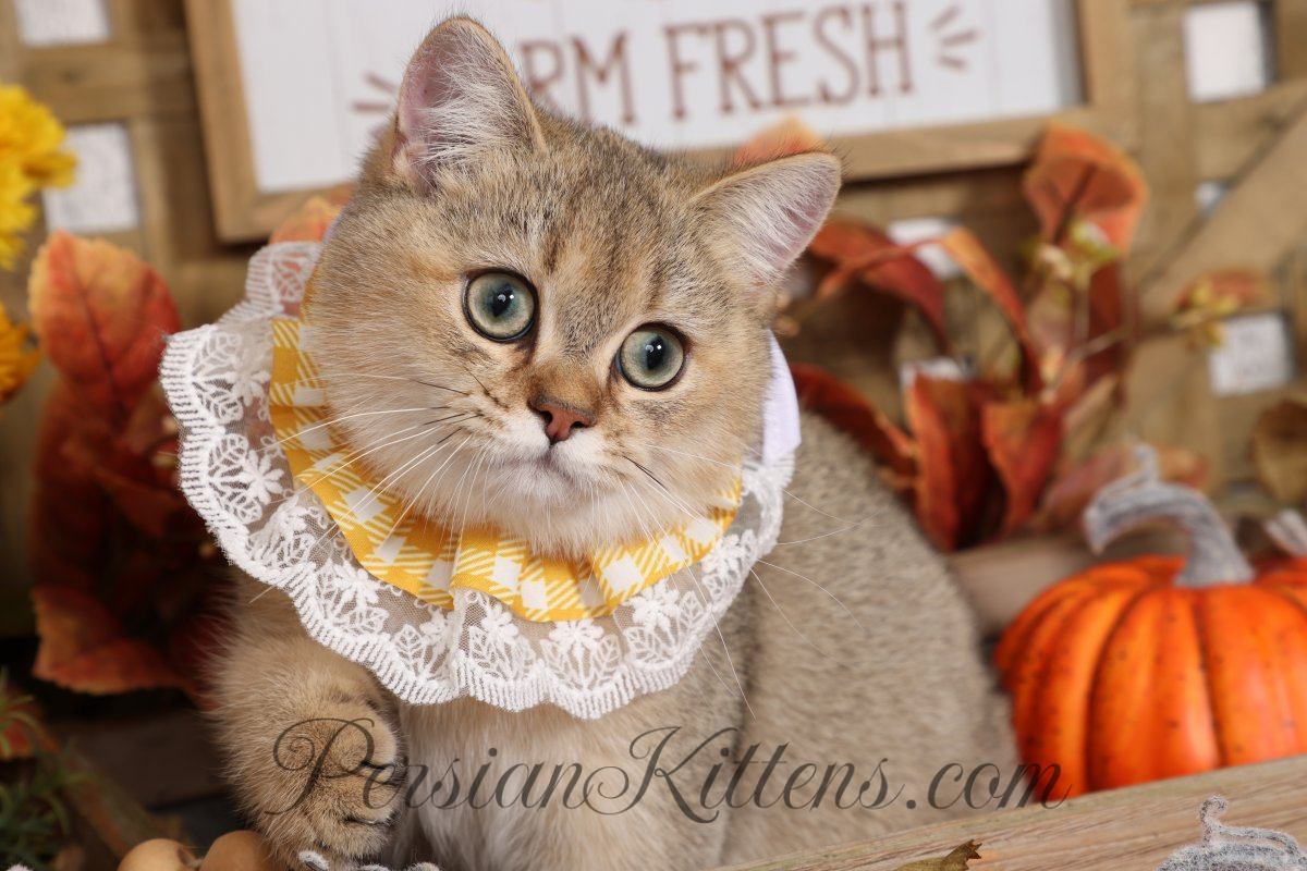 Doll Face Persian Kittens SafariPersian Kittens For Sale in a Rainbow ...