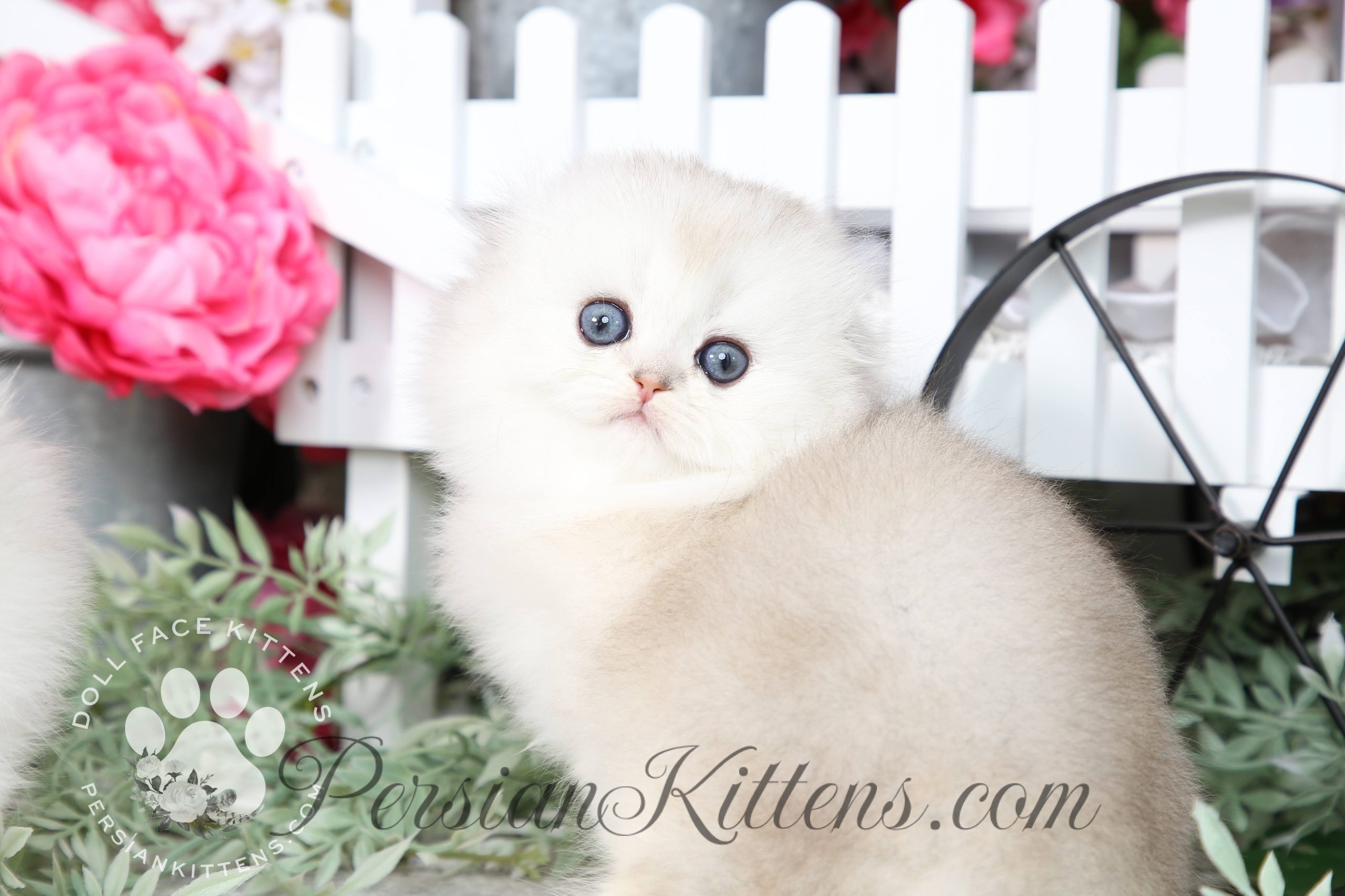 Doll Face Persian Kittens CubbyPersian Kittens For Sale in a Rainbow of ...