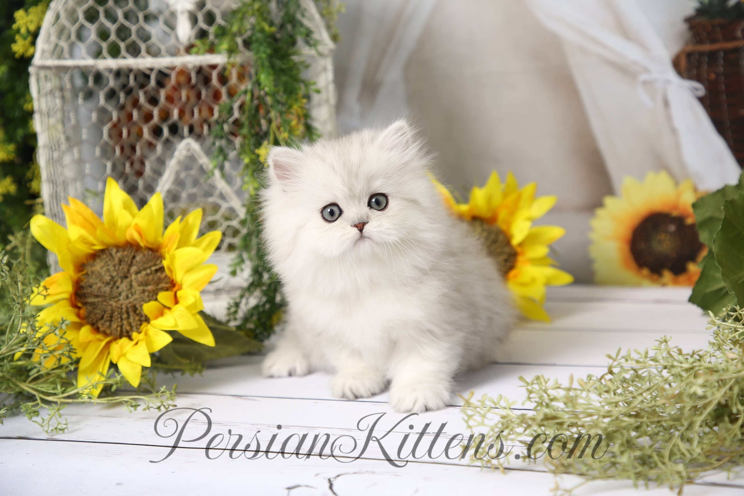 Milani - Persian Kittens For Sale in a Rainbow of Colors ~ Call us ...