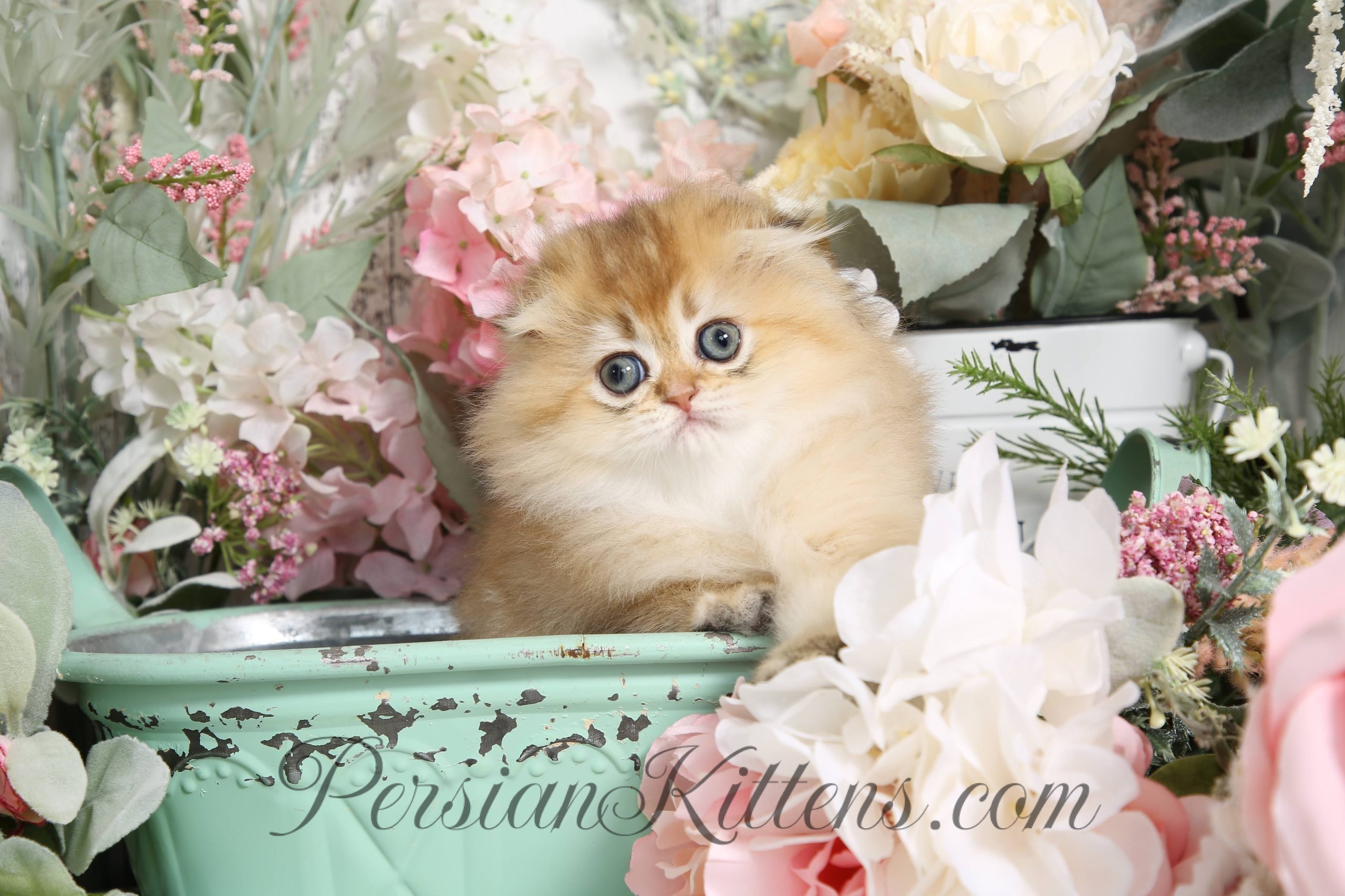 Doll Face Persian Kittens WasabiPersian Kittens For Sale in a Rainbow ...