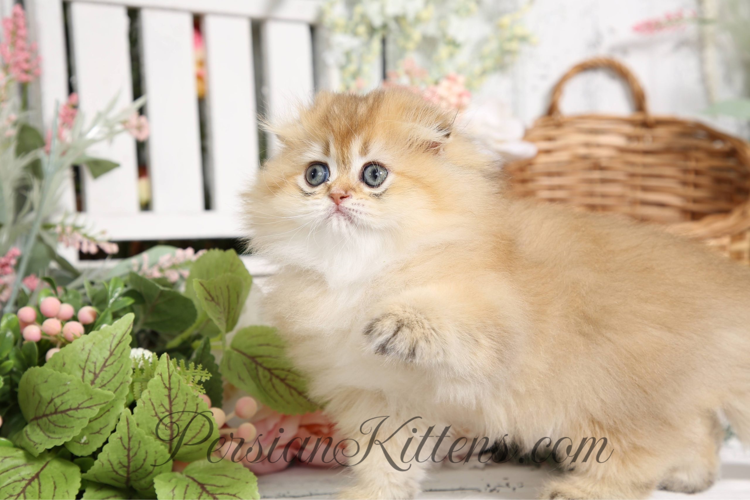 Doll Face Persian Kittens WasabiPersian Kittens For Sale in a Rainbow ...