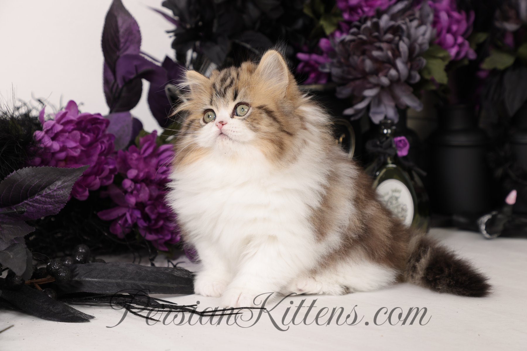 Doll Face Persians - Golden & White Persian - cute kitten for sale