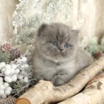 Sully - Blue Smoke Persian Kitten For Sale - Luxury KittensPersian ...