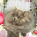 Sully - Blue Smoke Persian Kitten For Sale - Luxury KittensLuxury ...