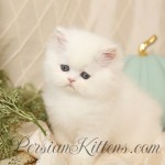 Persian Breed Personality - Persian Breed Traits - Dollface ...
